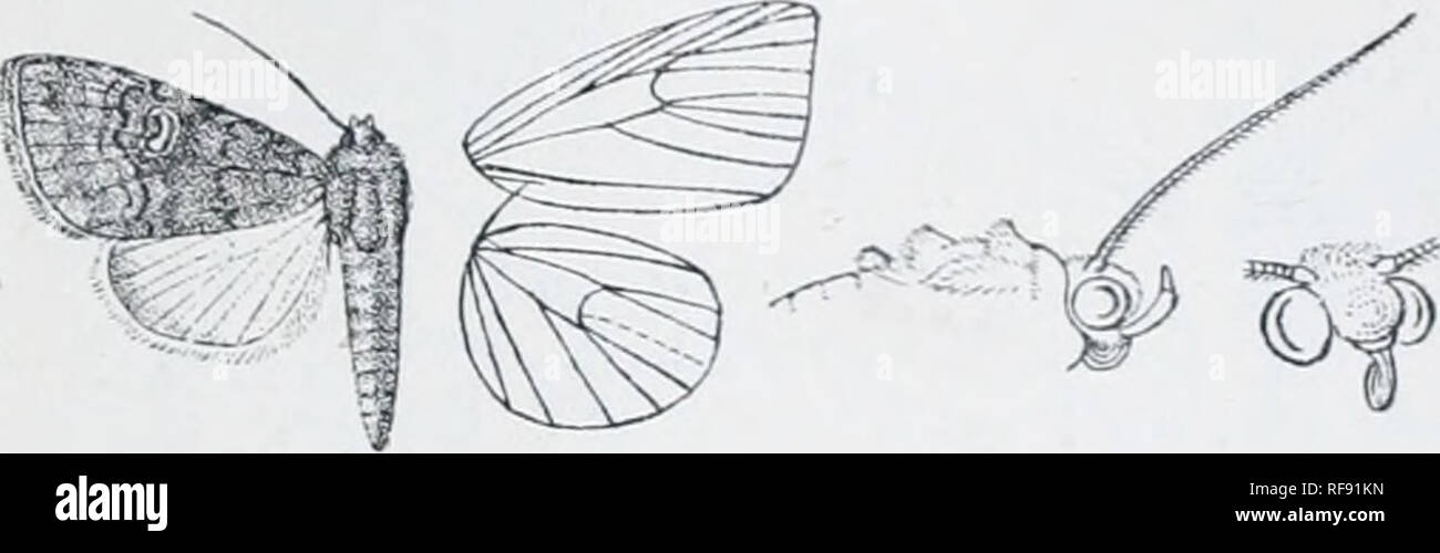 . Catalogue of Lepidoptera Phalaenae in the British Museum. Moths ...
