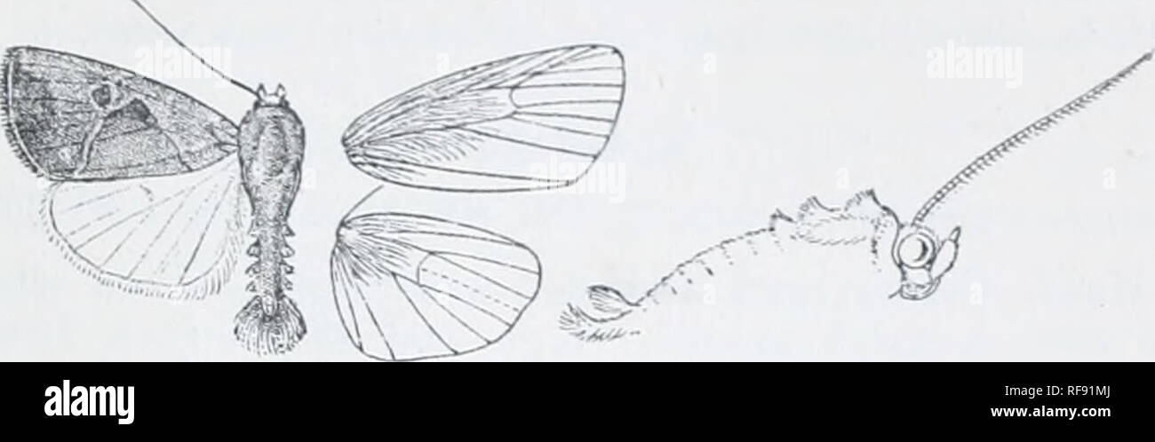 3 spots on hind wing hi-res stock photography and images - Alamy