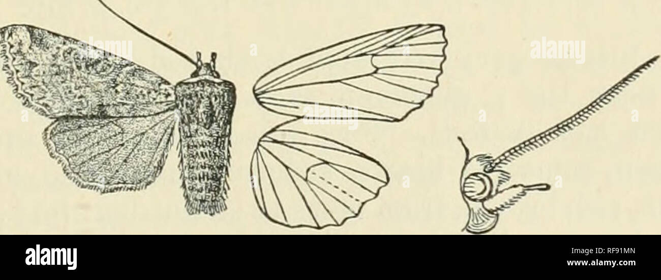 . Catalogue of Lepidoptera Phalaenae in the British Museum. Moths ...