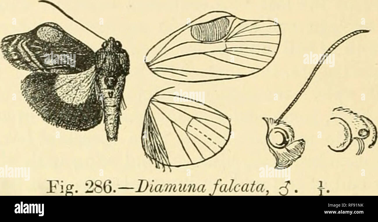 . Catalogue of Lepidoptera Phalaenae in the British Museum. Moths. Go2 ...