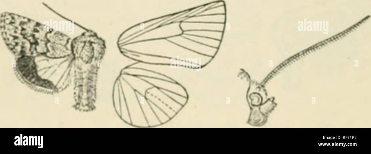 . Catalogue of Lepidoptera Phalaenae in the British Museum. Moths. 414 ...