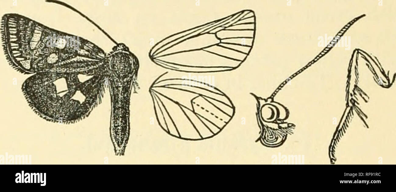 . Catalogue of Lepidoptera Phalaenae in the British Museum. Moths. 634 ...