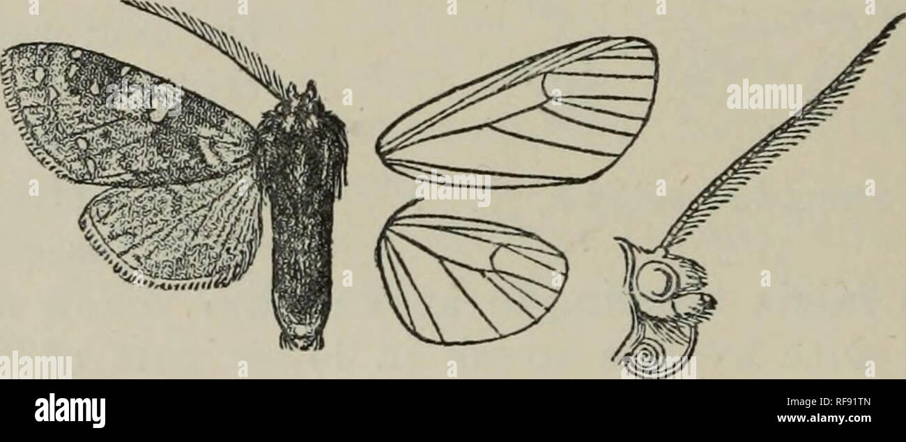. Catalogue of the Lepidoptera Phalænæ in the British Museum. British ...