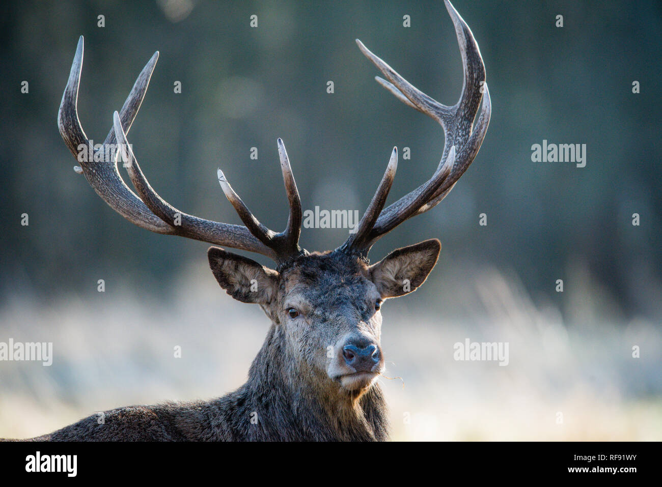 Red Deer in the winter sun, Woolaton Hall Stock Photo - Alamy
