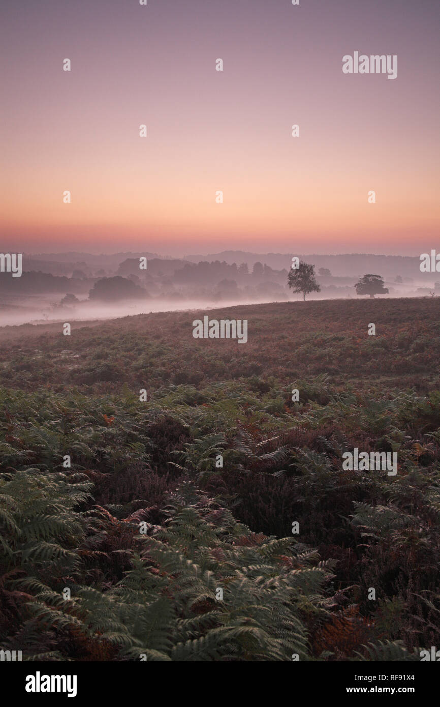 Silver birch Betula pendula and misty sunrise with the heathland and ...