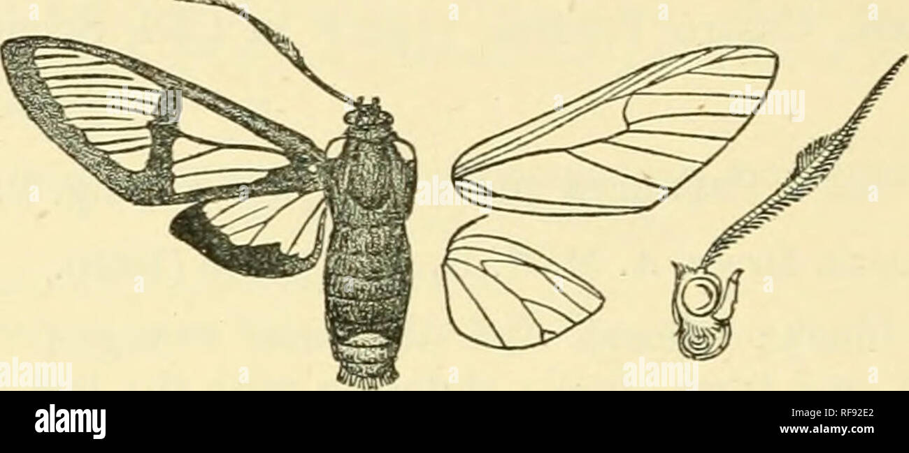 Bipectinate antennae hi-res stock photography and images - Alamy