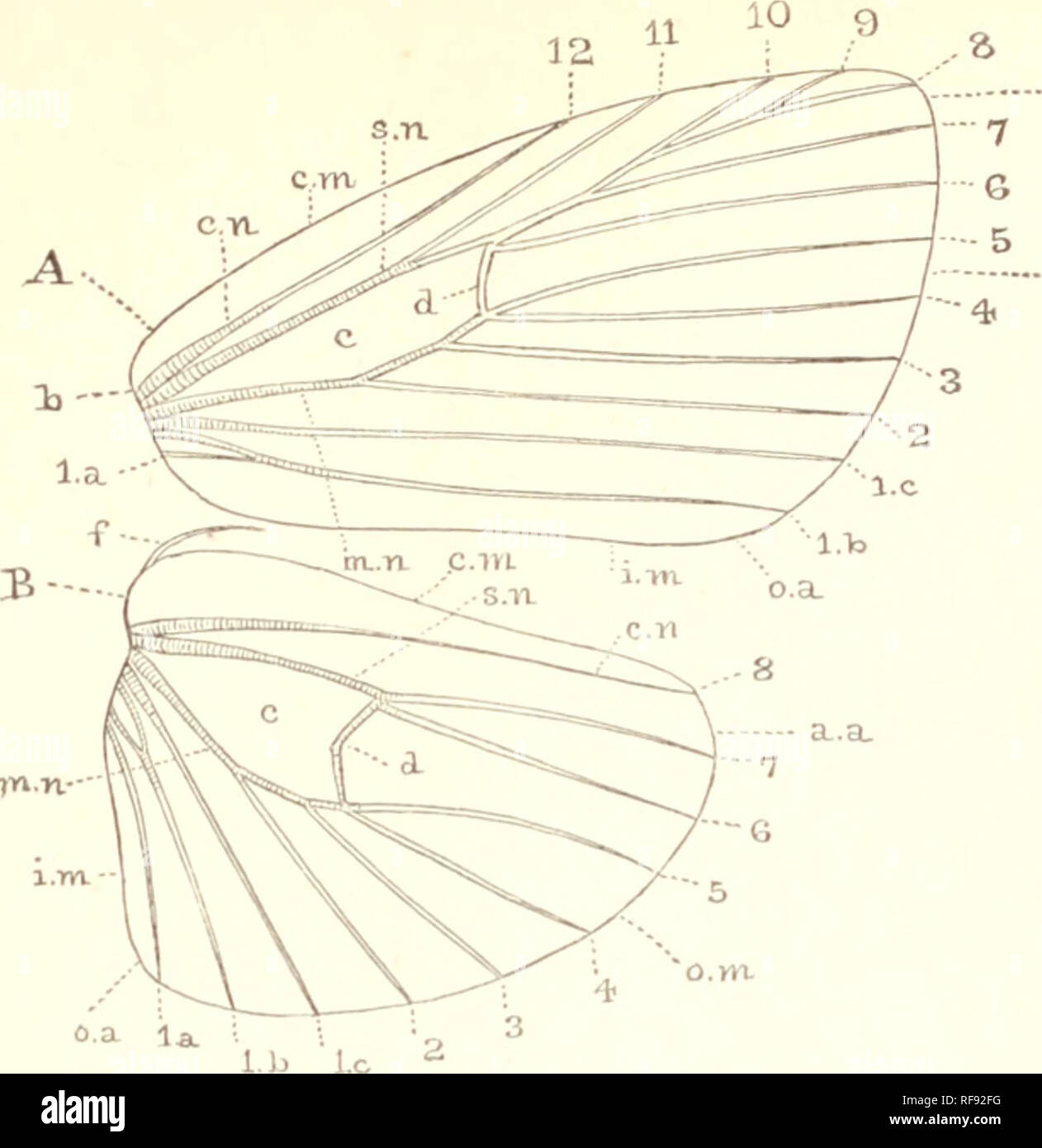. Catalogue of the Lepidoptera Phalænæ in the British Museum. British ...