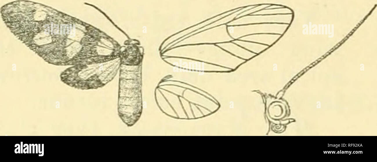. Catalogue of Lepidoptera Phalaenae in the British Museum. Moths. 130 ...