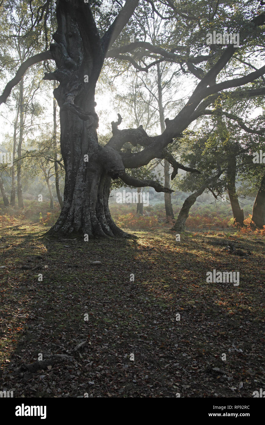 Light rays through Beech Fagus sylvatica and Silver birch Betula ...
