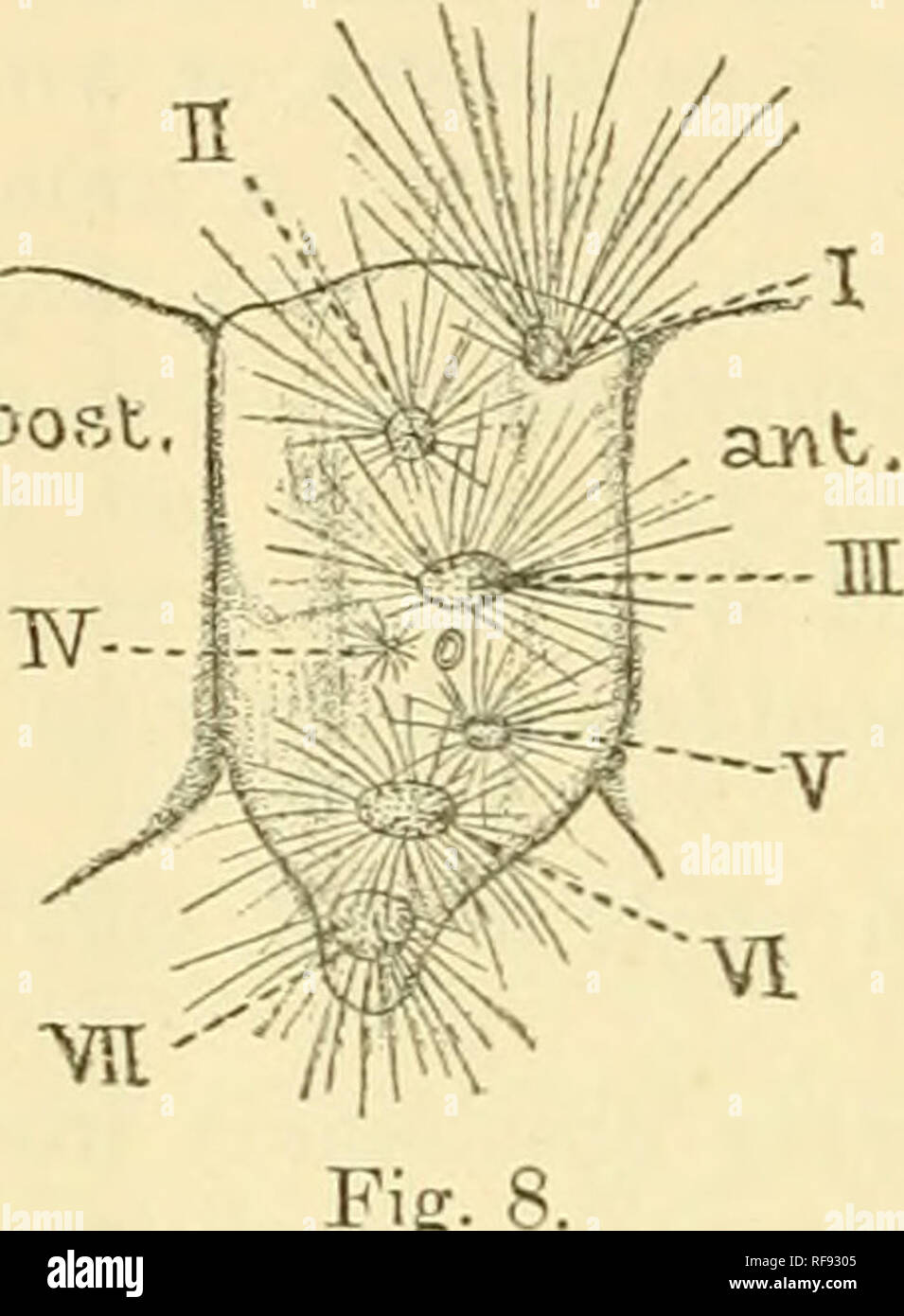 . Catalogue of Lepidoptera Phalaenae in the British Museum. Moths. 22 ...