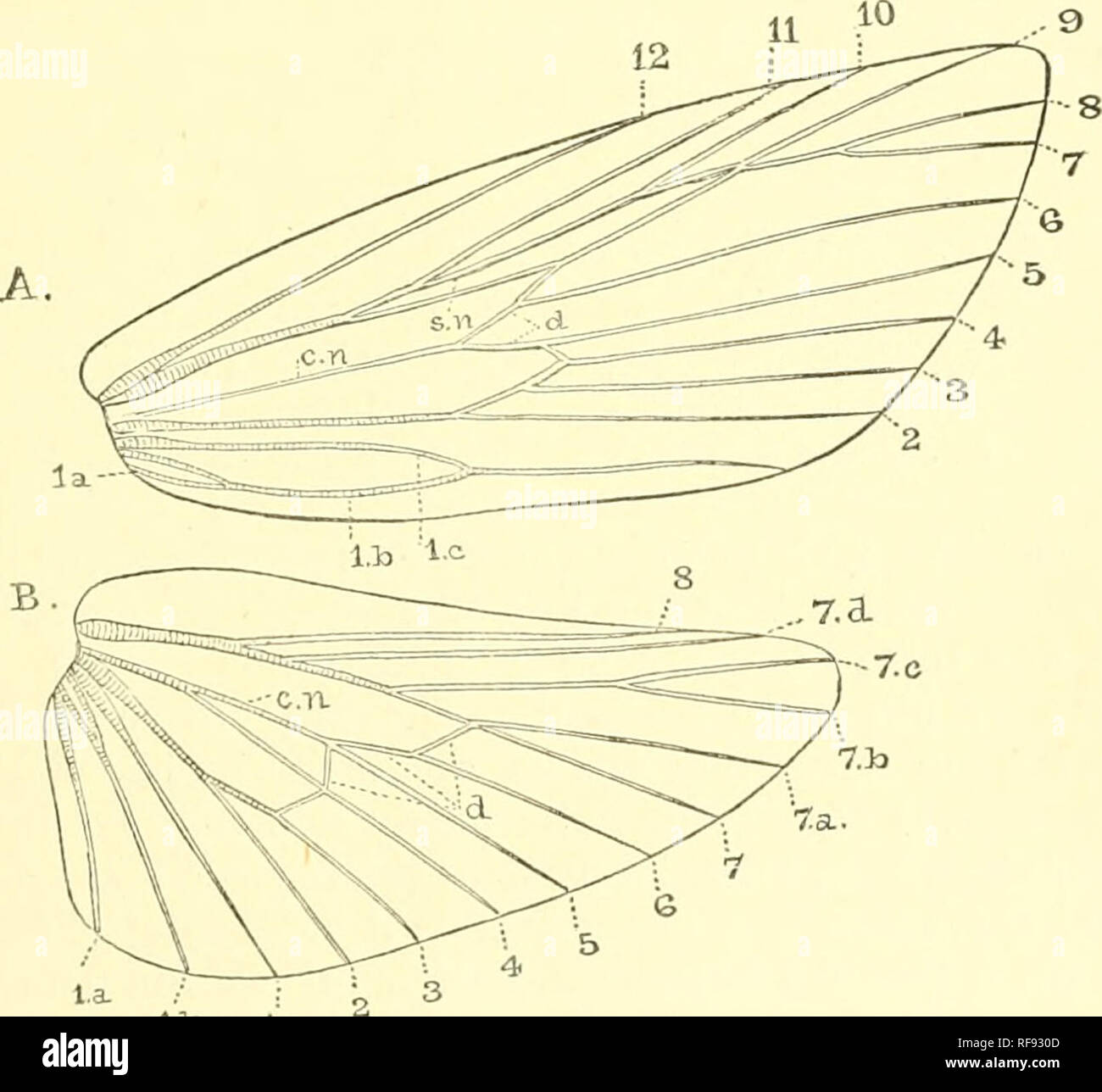 . Catalogue of Lepidoptera Phalaenae in the British Museum. Moths. 3 ...