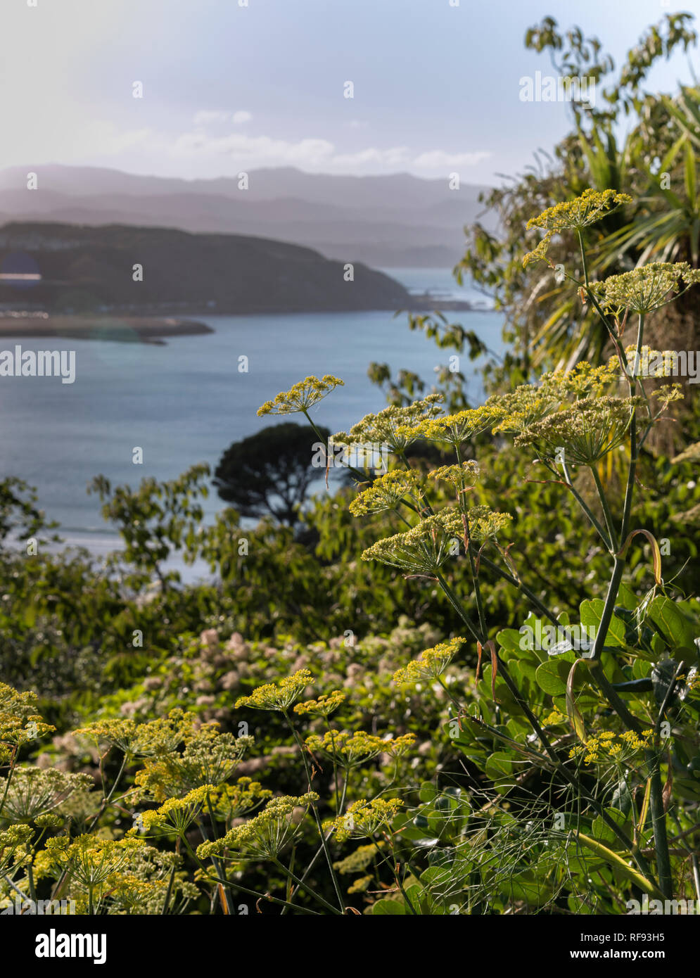 Lyall Bay and flowers at sunrise, Wellington New Zealand Stock Photo ...