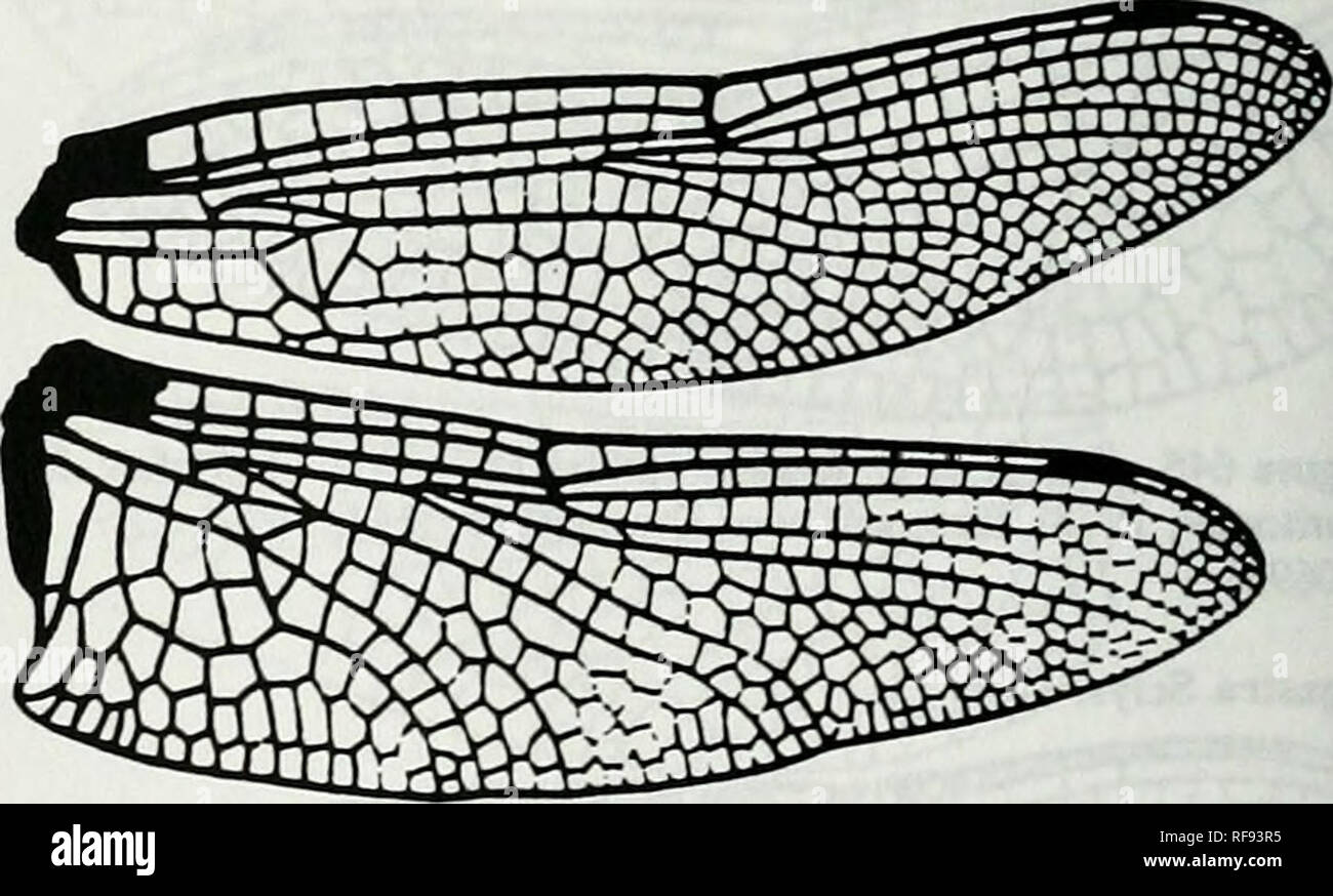 Didymops transversa hi-res stock photography and images - Alamy