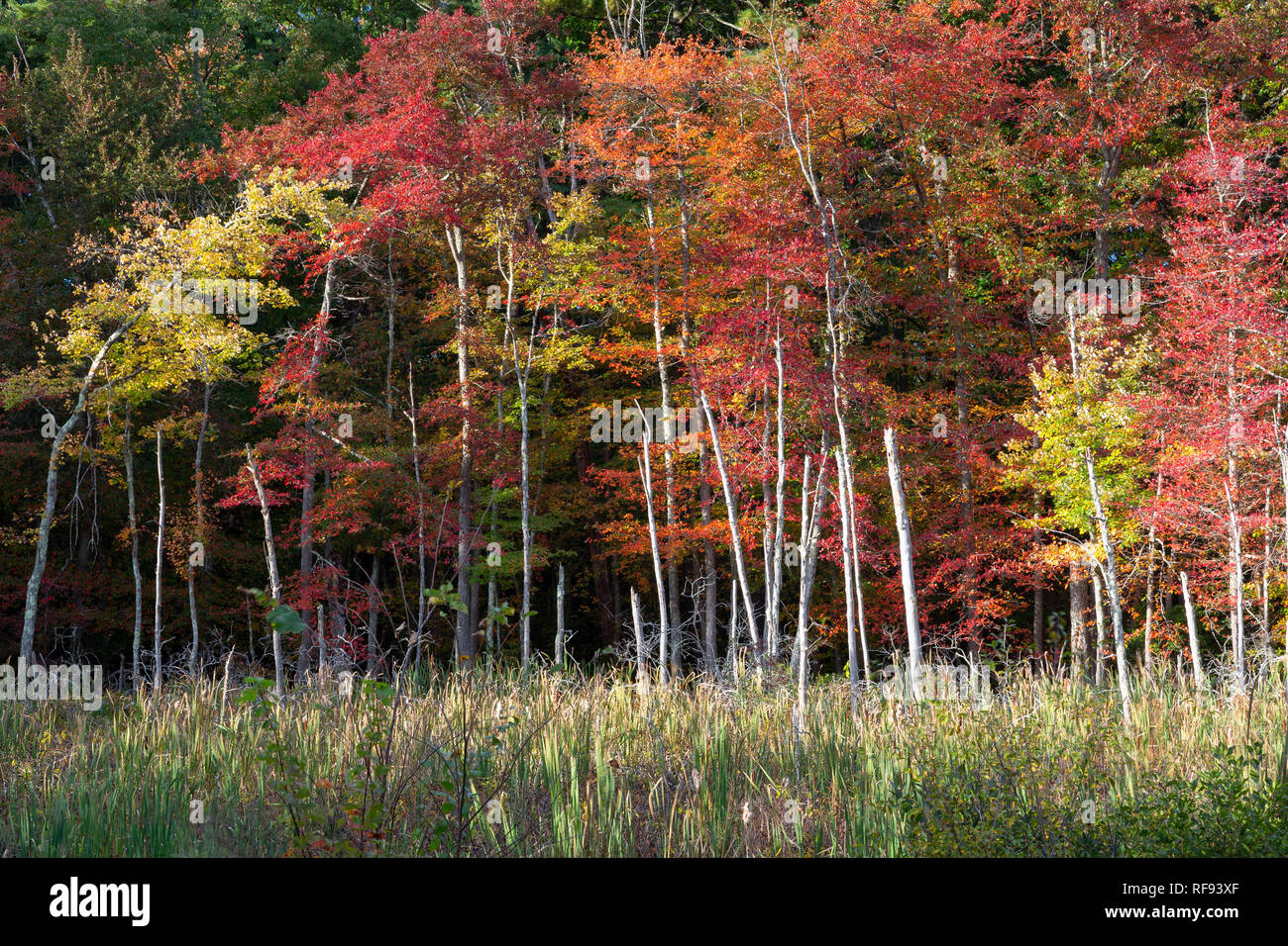 Cattails growing in a wetlands area below a vibrant display of autumn ...