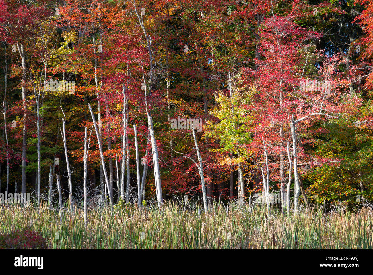 Red, yellow, and orange leaves covering trees changing during the fall ...