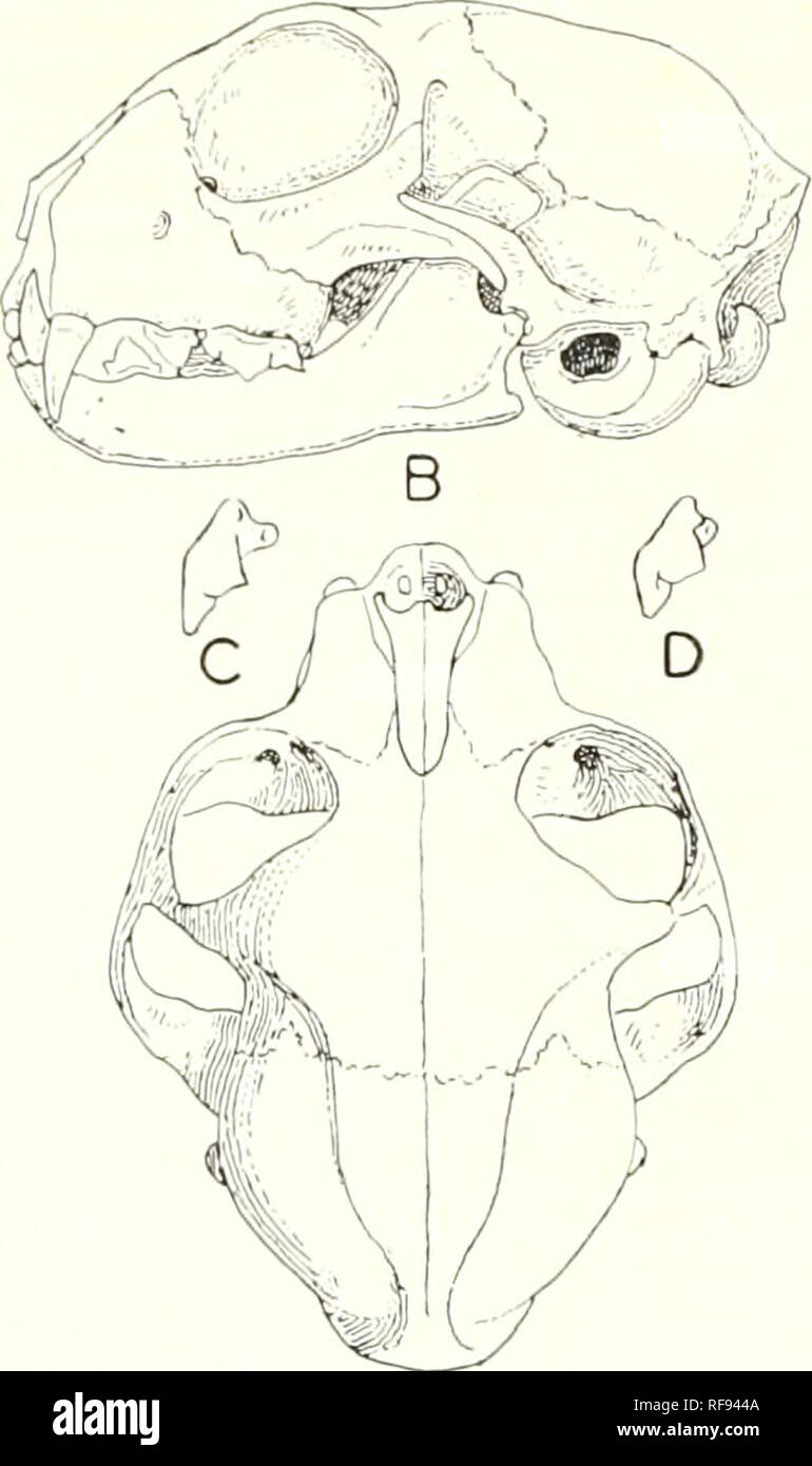 . Catalogue of the Genus Felis. 184 and figured by Iiirula tor this ...