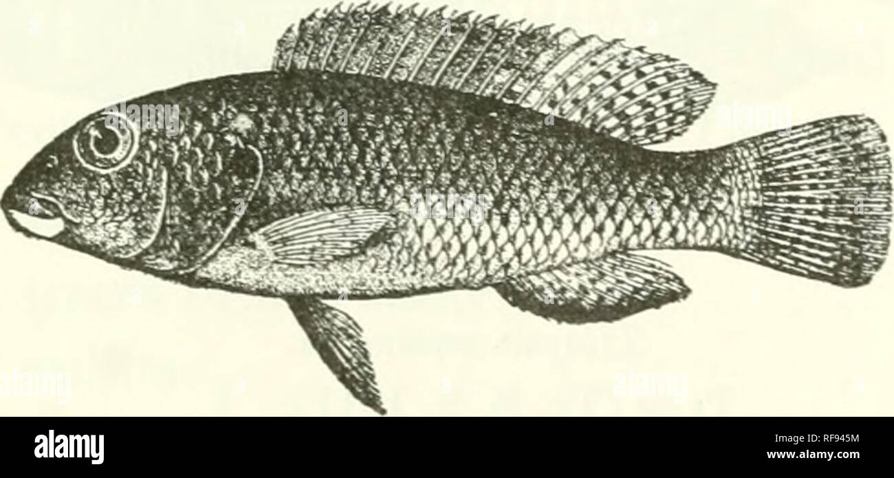 Developed gill rakers hi-res stock photography and images - Alamy