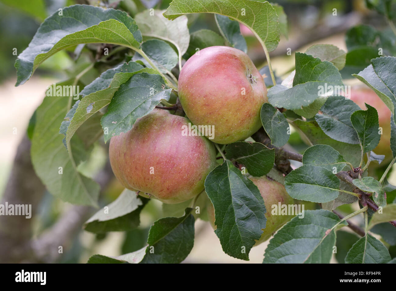 Apple tree ripening fruit hi-res stock photography and images - Alamy