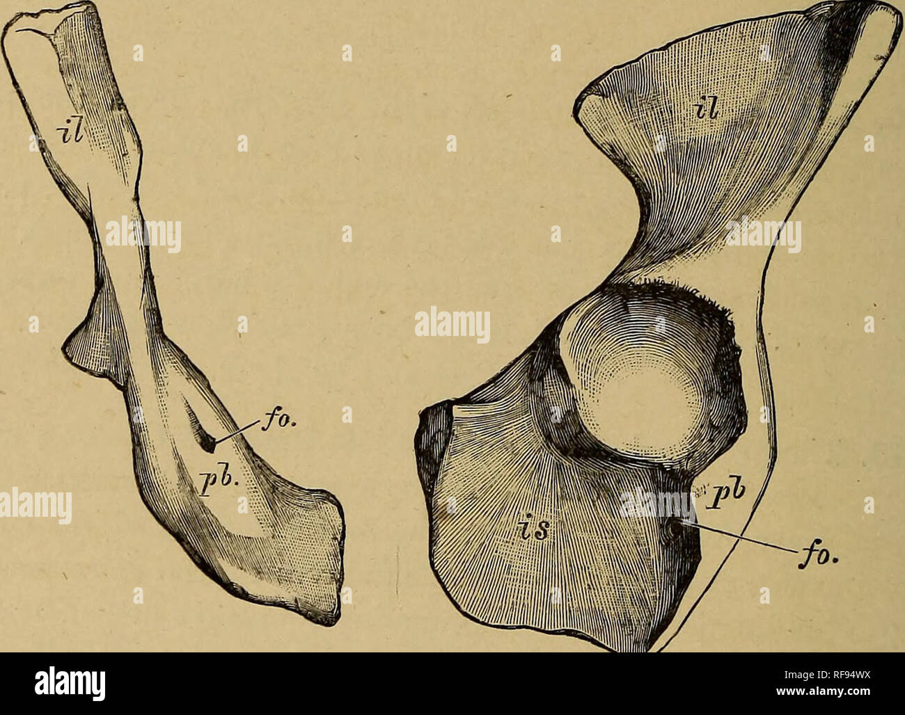 Dicynodonts hi-res stock photography and images - Alamy