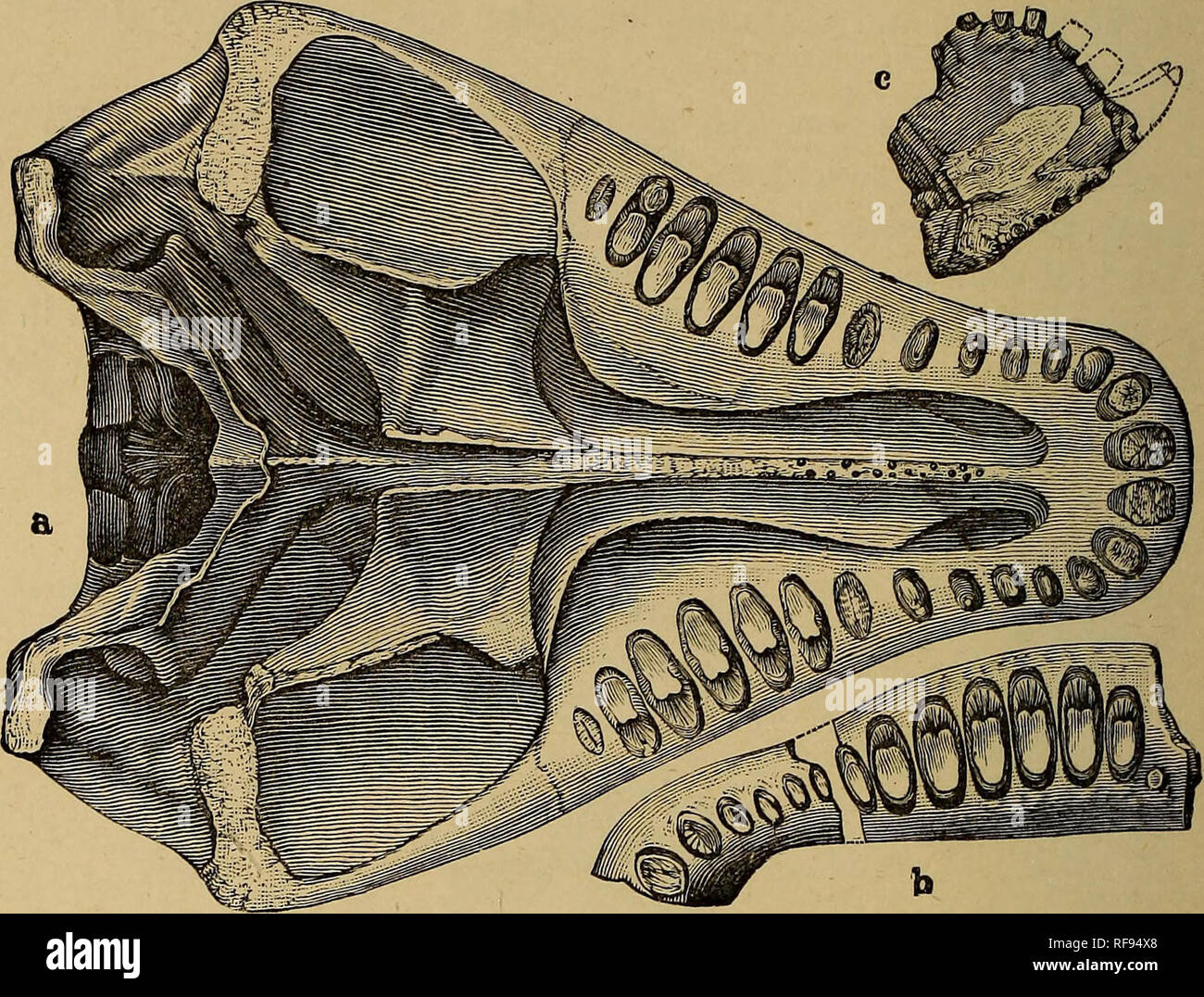 . Catalogue of the fossil Reptilia and Amphibia in the British Museum ...