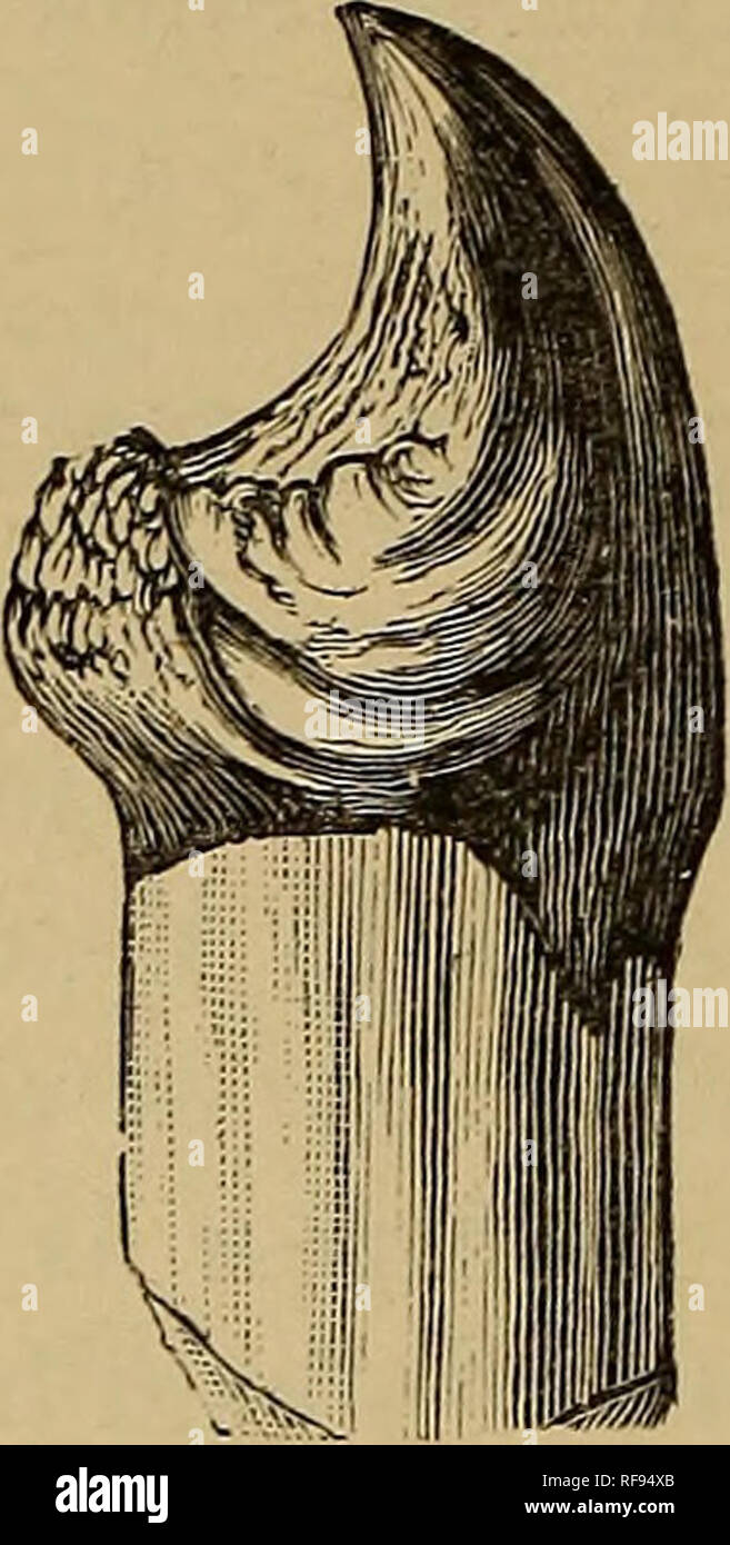 . Catalogue of the fossil Reptilia and Amphibia in the British Museum ...