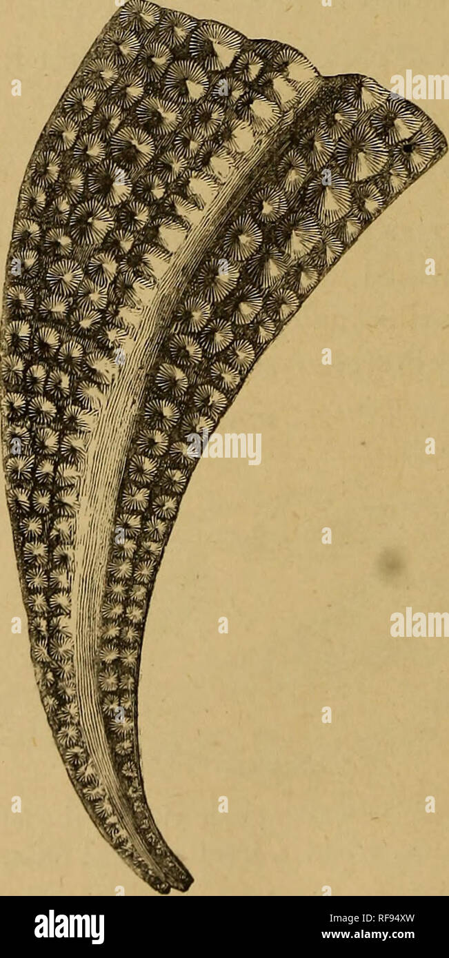 . Catalogue of the fossil Reptilia and Amphibia in the British Museum ...