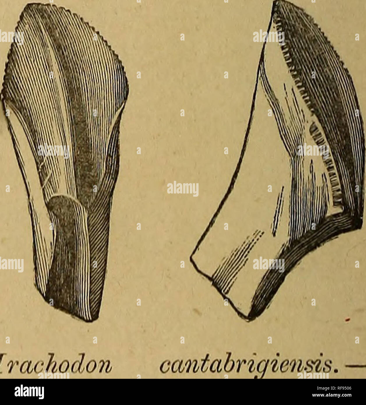 . Catalogue of the fossil Reptilia and Amphibia in the British Museum ...