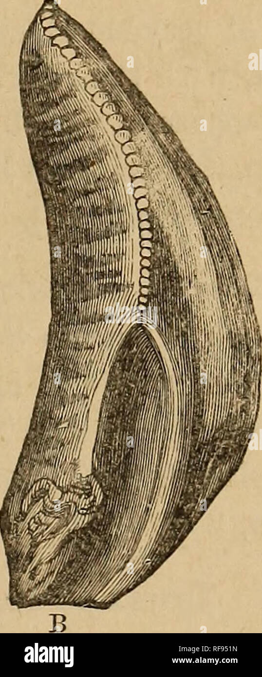 Iguanodon Tooth High Resolution Stock Photography and Images - Alamy
