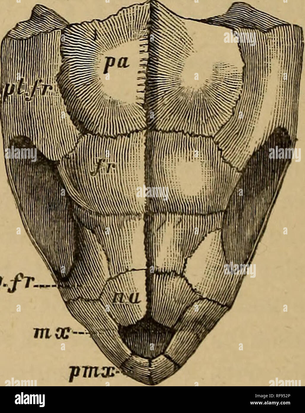 Prognathous hi-res stock photography and images - Alamy