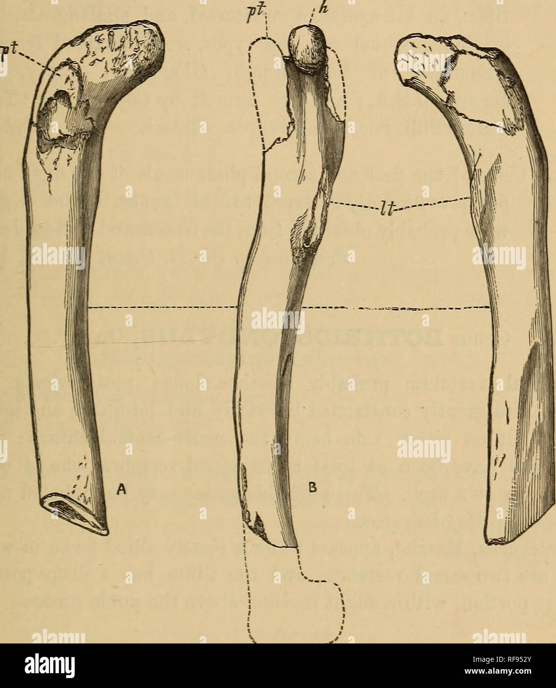 The femur of the megalosaurus hi-res stock photography and images - Alamy