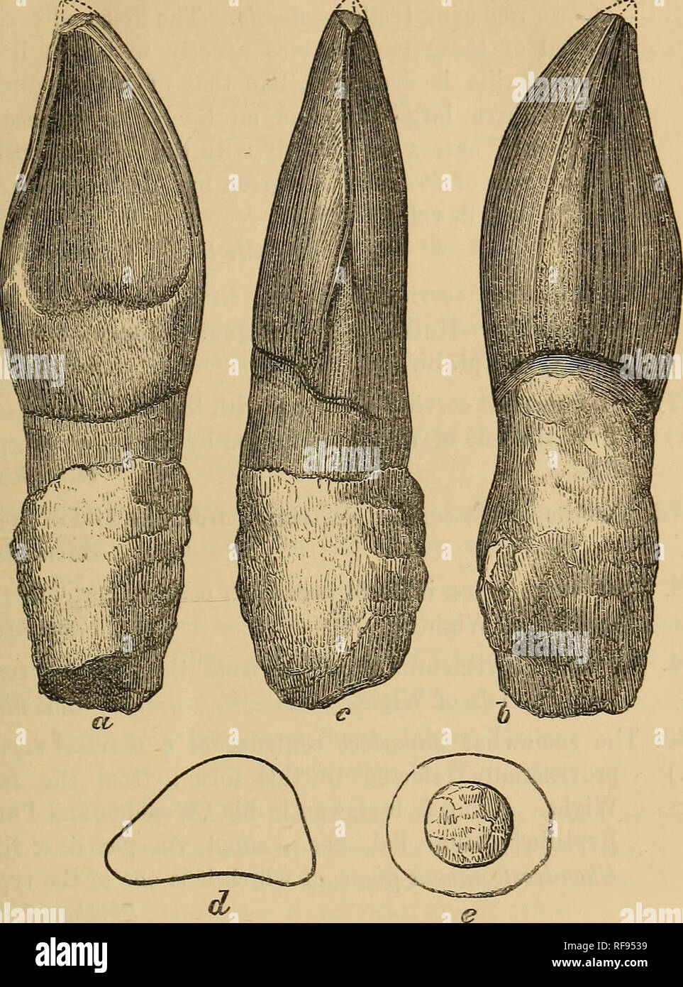 . Catalogue of the fossil Reptilia and Amphibia in the British Museum ...