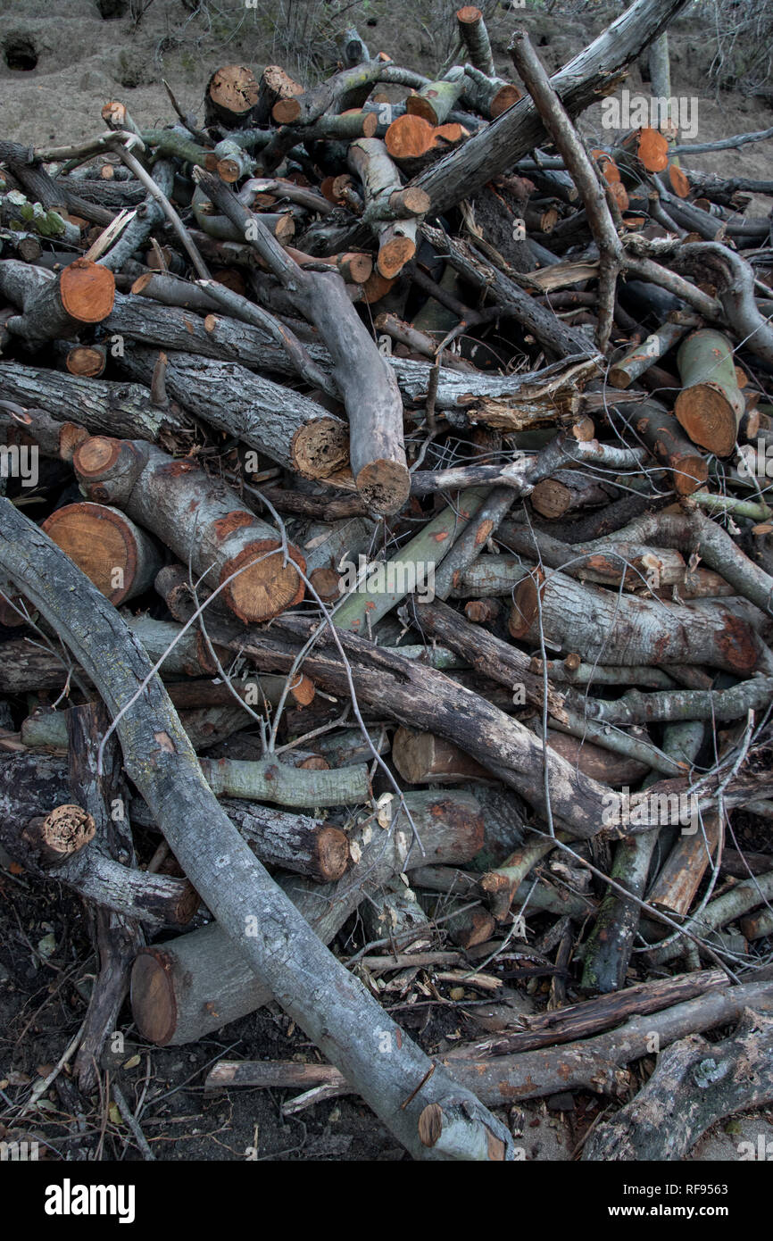 Pile of branches hi-res stock photography and images - Alamy