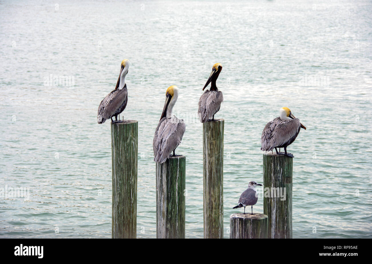 pelicans and sea gulls on wooden dock pilings in inner coastal water ...