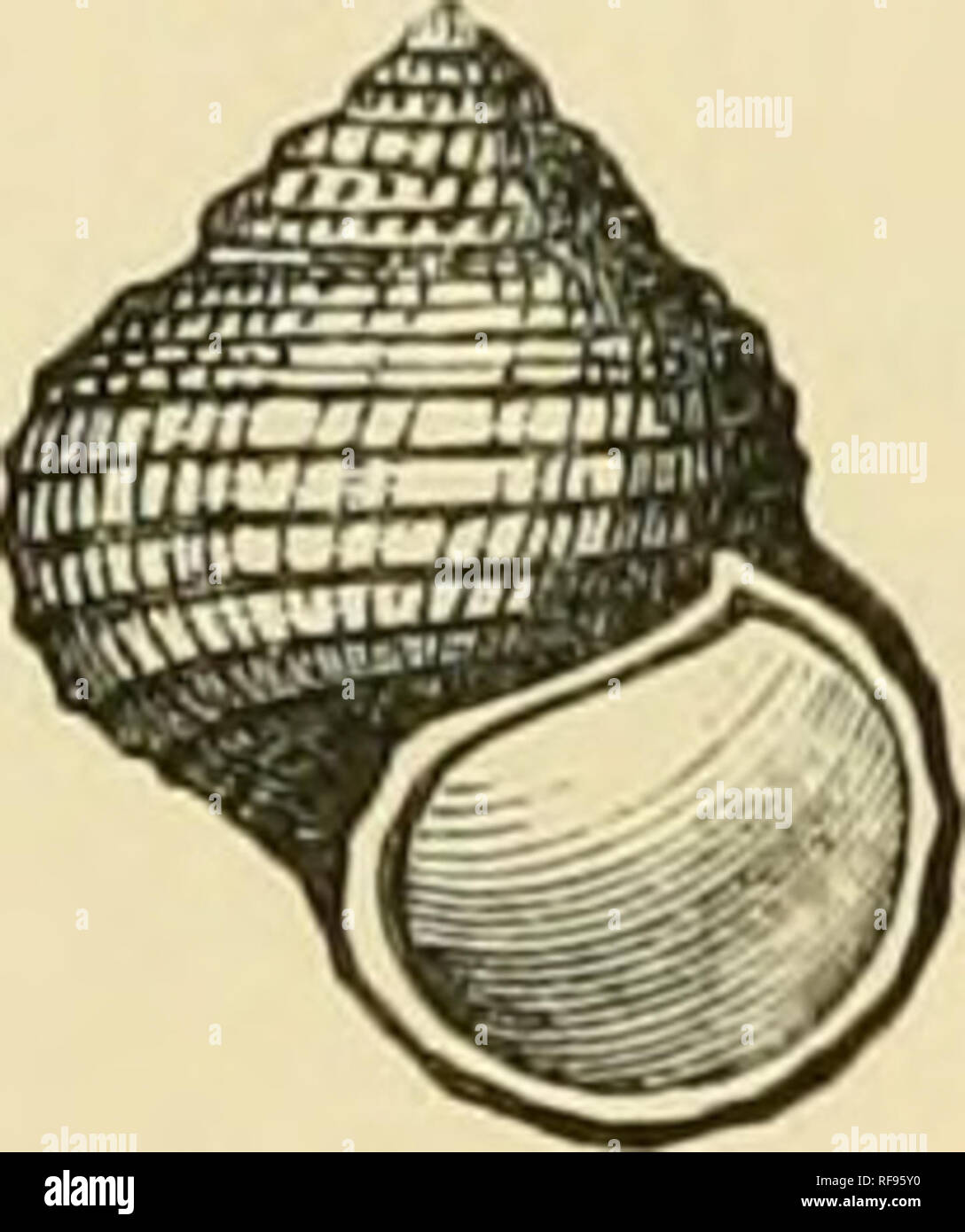 . A catalogue of the collection of Cambrian and Silurian fossils ...