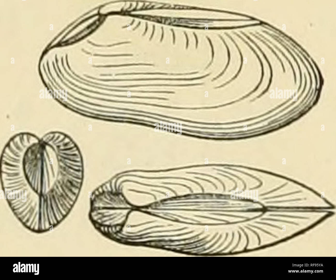 . A catalogue of the collection of Cambrian and Silurian fossils ...