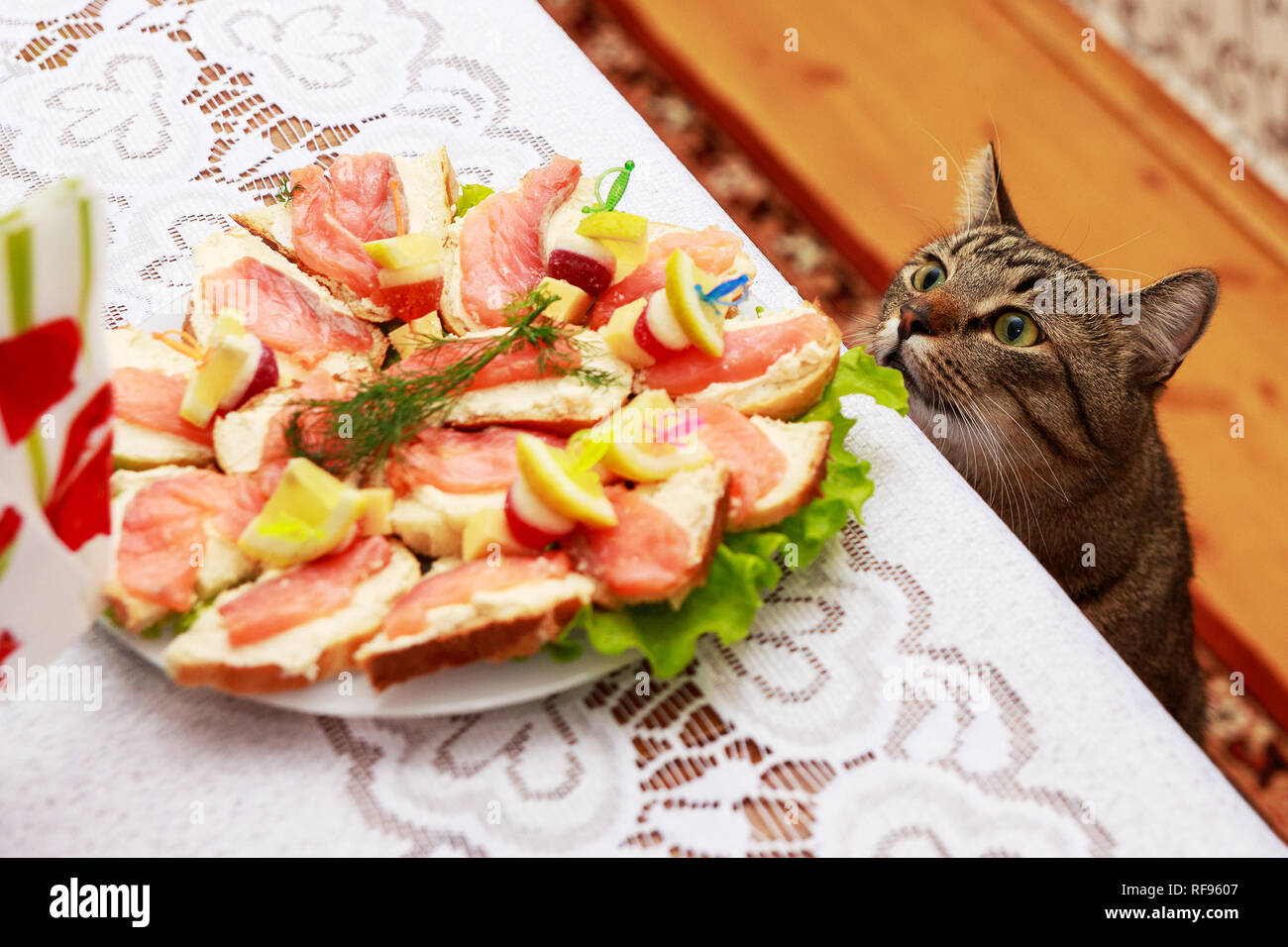 Hungry cat look at plate with snacks Stock Photo - Alamy