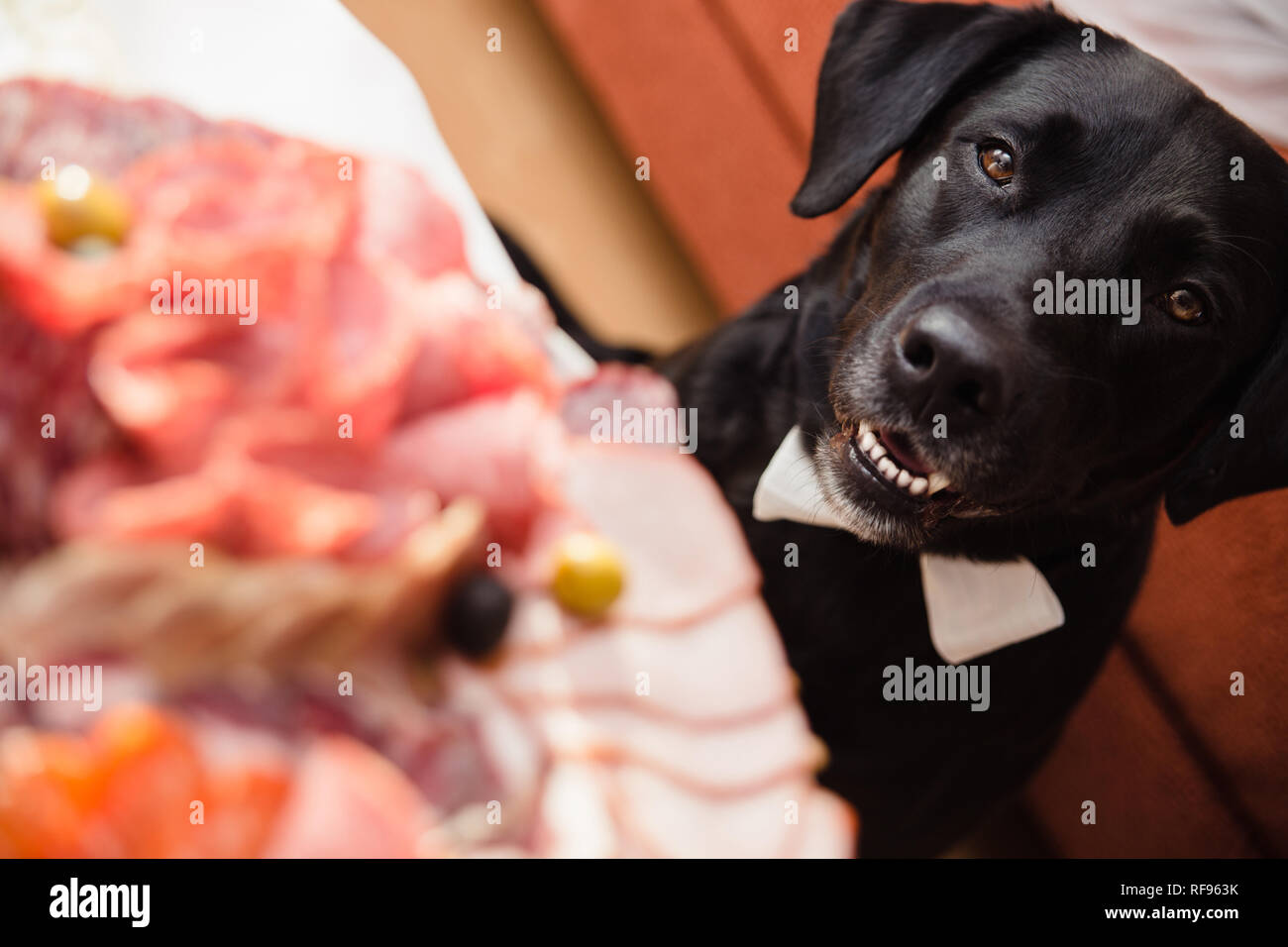 Hungry dog looks plate hi-res stock photography and images - Alamy
