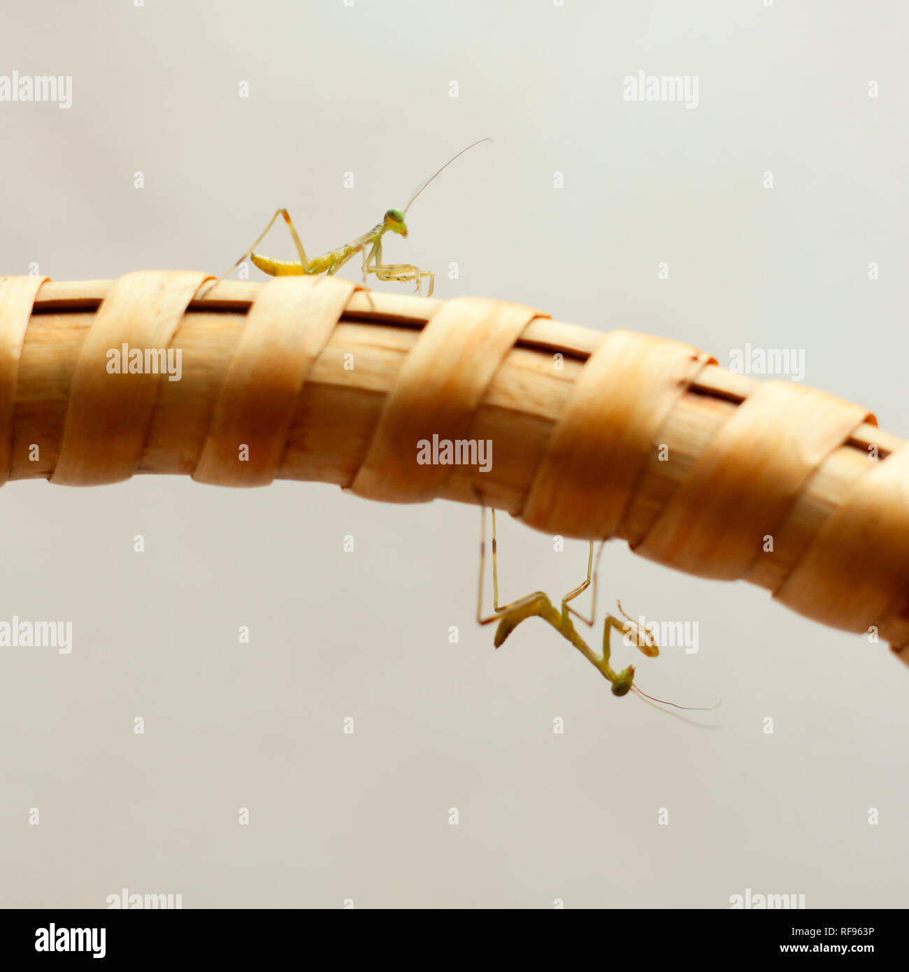 Young mantis hi-res stock photography and images - Alamy