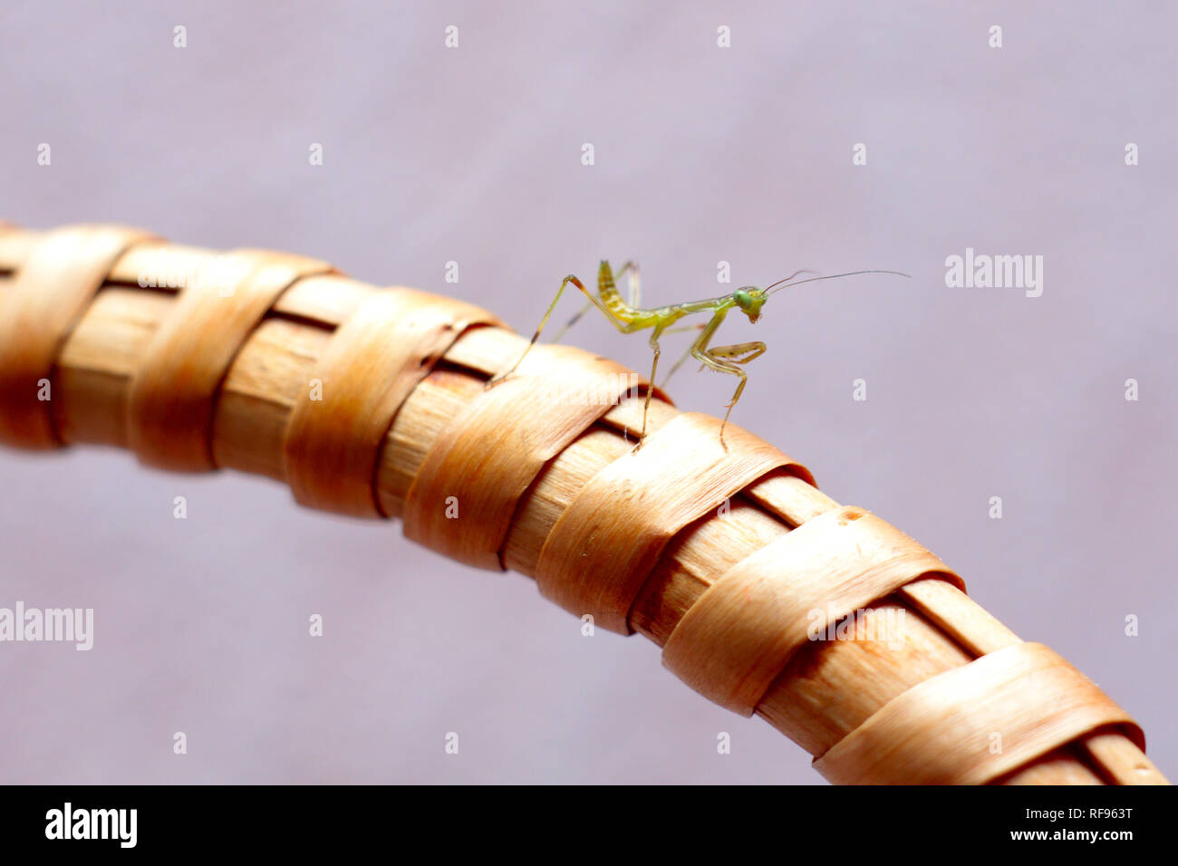 Two young mantis sitting on a handle of braided basket indoors Stock ...