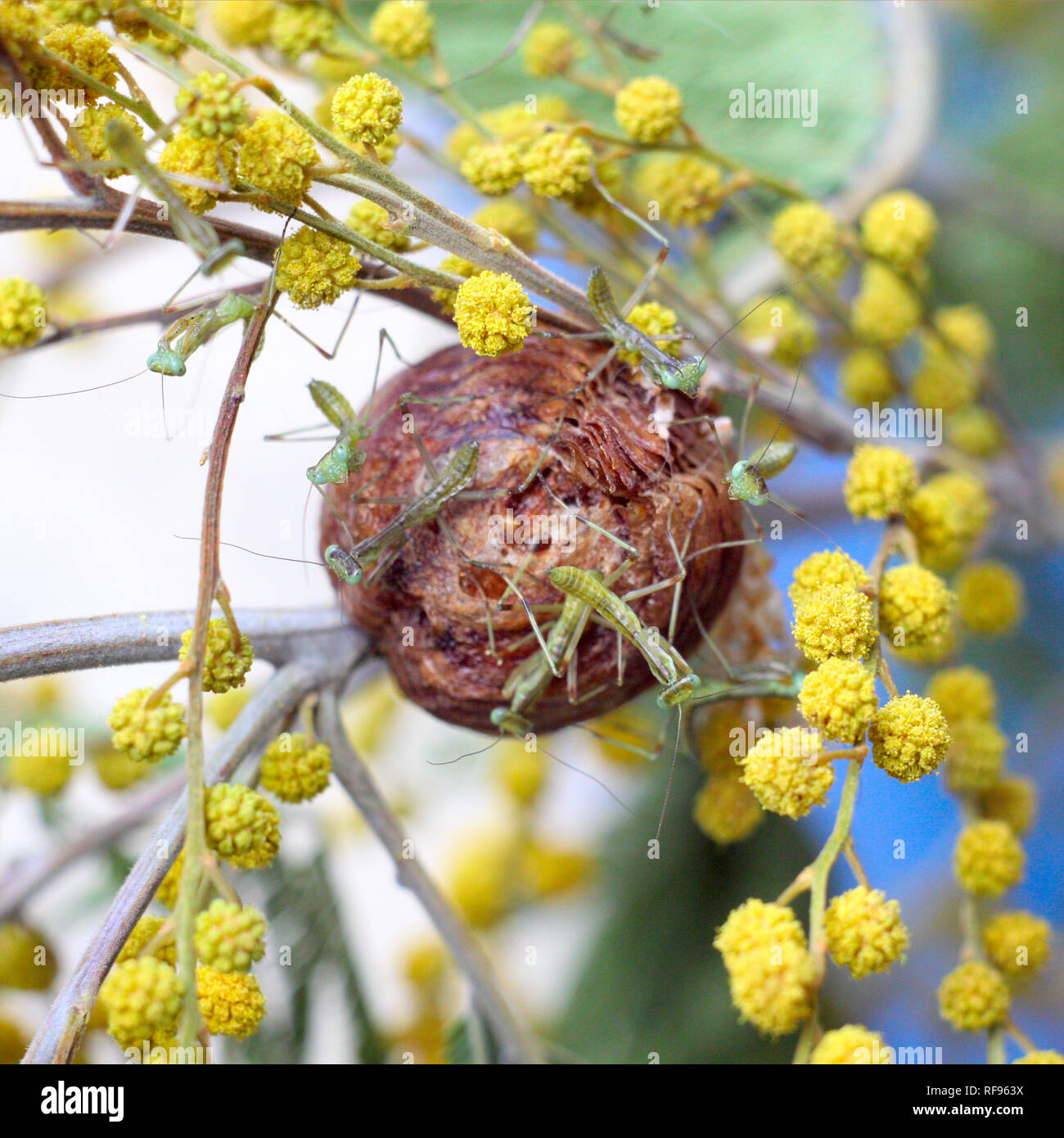 Cocoon with mantis larvas on the branch of mimosa Stock Photo - Alamy