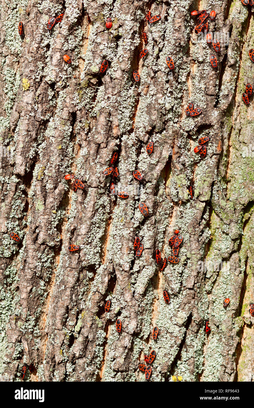 Pyrrhocoris apterus bugs colony on a bark of old tree Stock Photo - Alamy