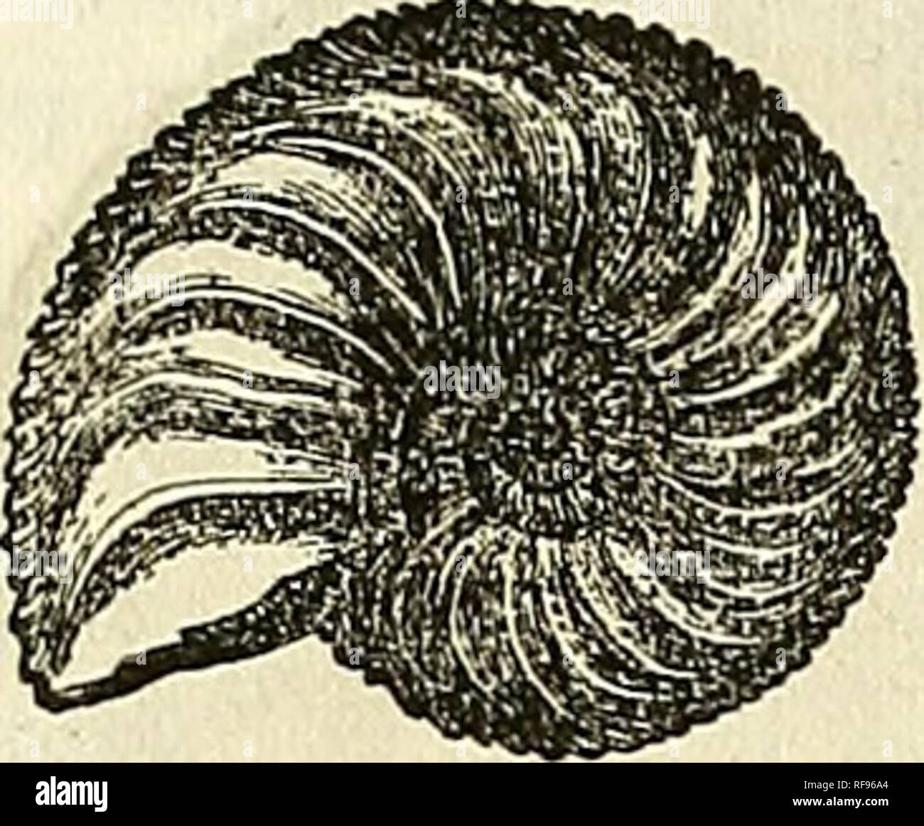 . Catalogue of casts of fossils, from the principal museums of Europe ...