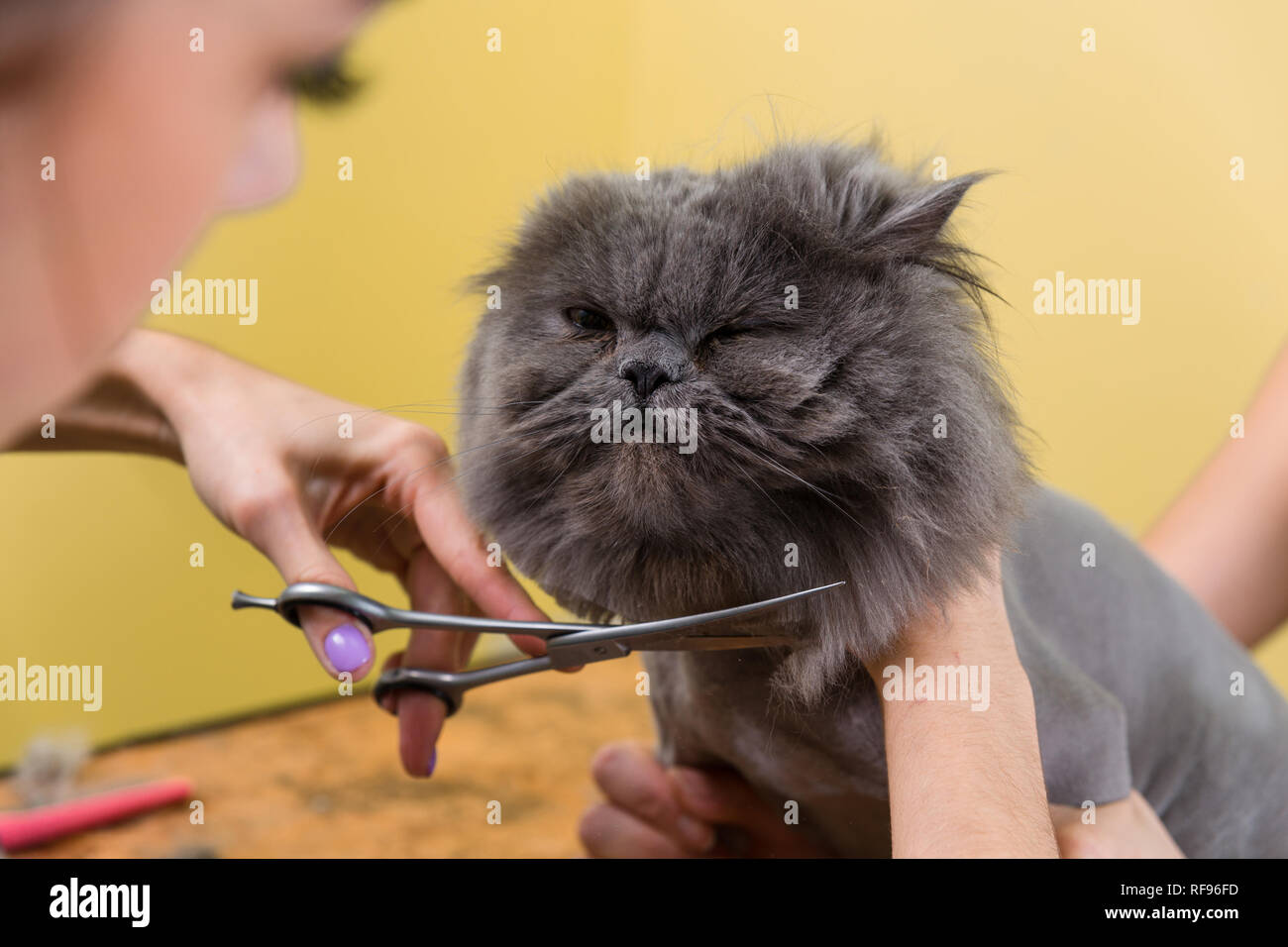 Cat grooming in pet beauty salon. The wizard uses the scissors for ...