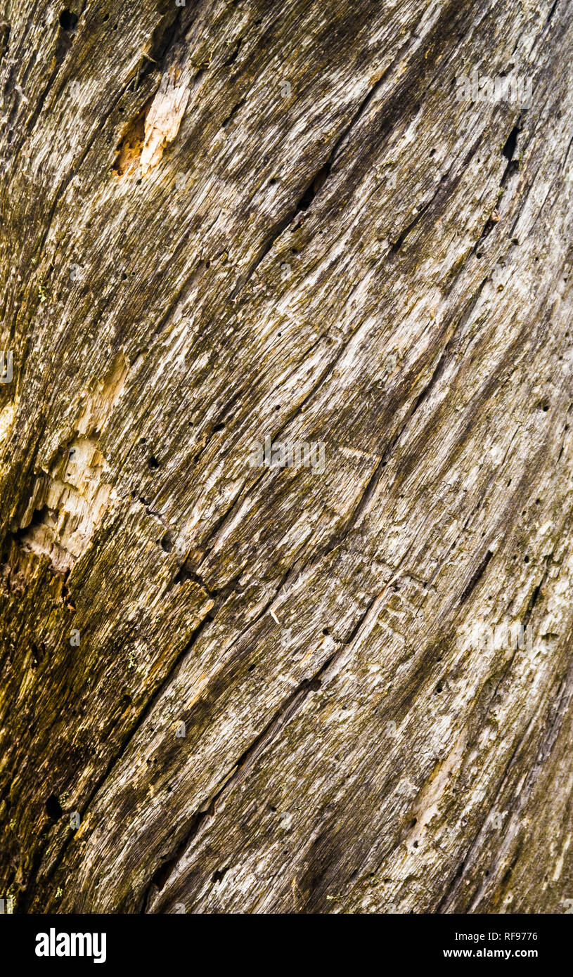 Old dead tree bark texture spiraling upwards Stock Photo - Alamy