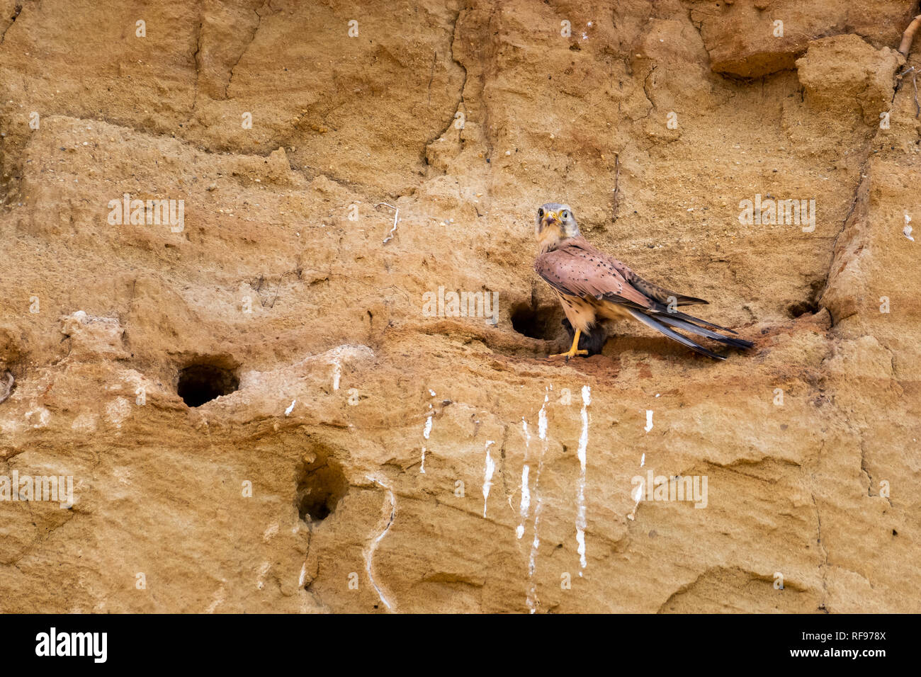 A male common kestrel (Falco tinnunculus) sitting on a loess wall ...