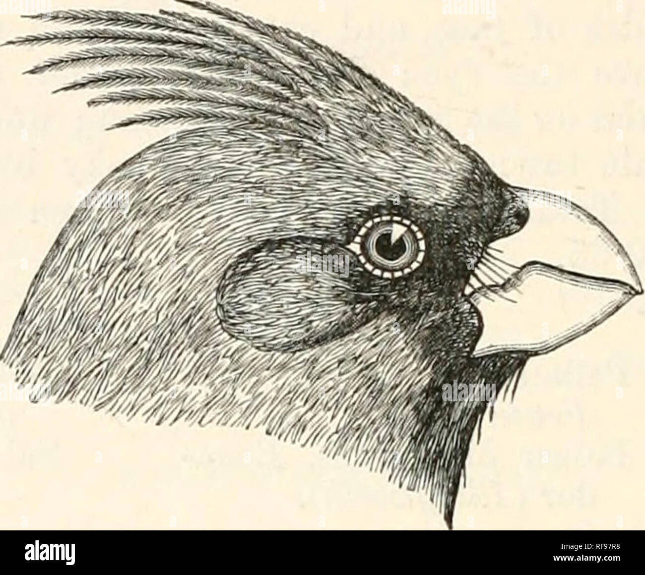 Abdomen grande hi-res stock photography and images - Alamy