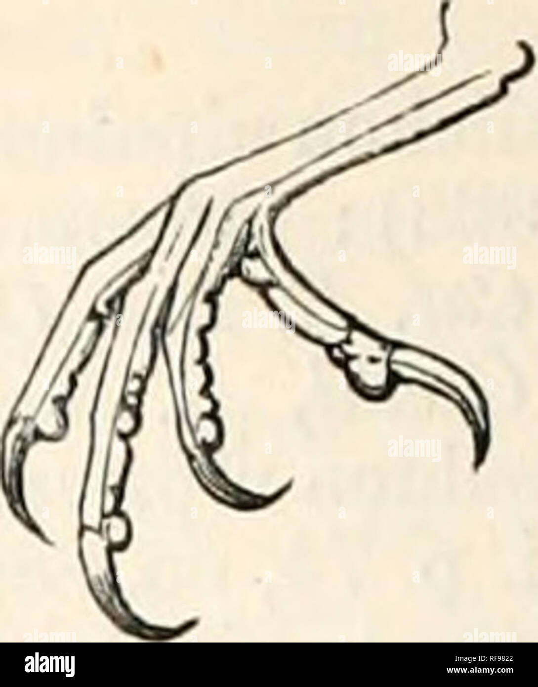 . Catalogue of the Birds in the British Museum. . Leg of Cotile riparia ...