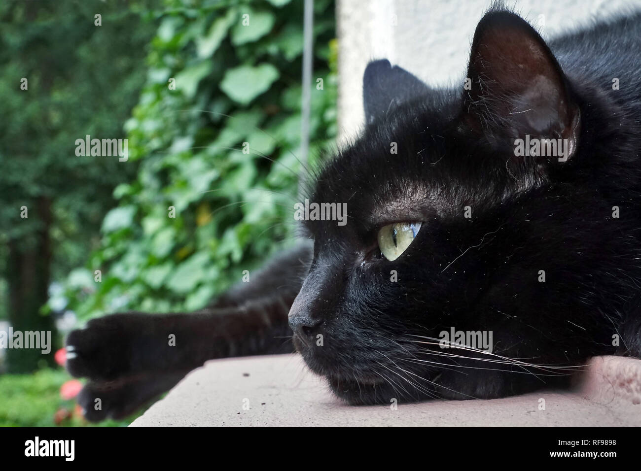 Black cat in relaxed pose Stock Photo - Alamy
