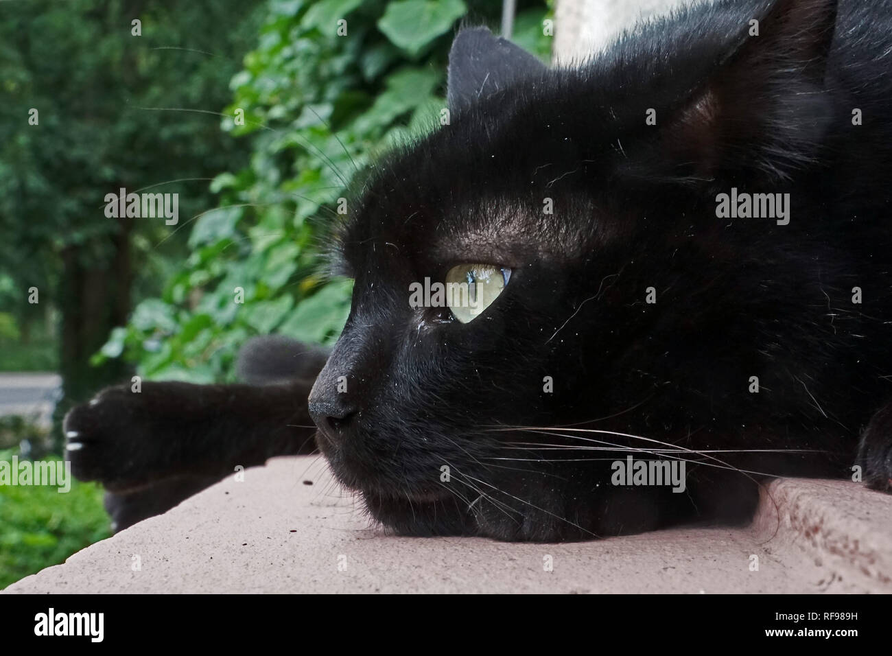 Black cat in relaxed pose Stock Photo - Alamy