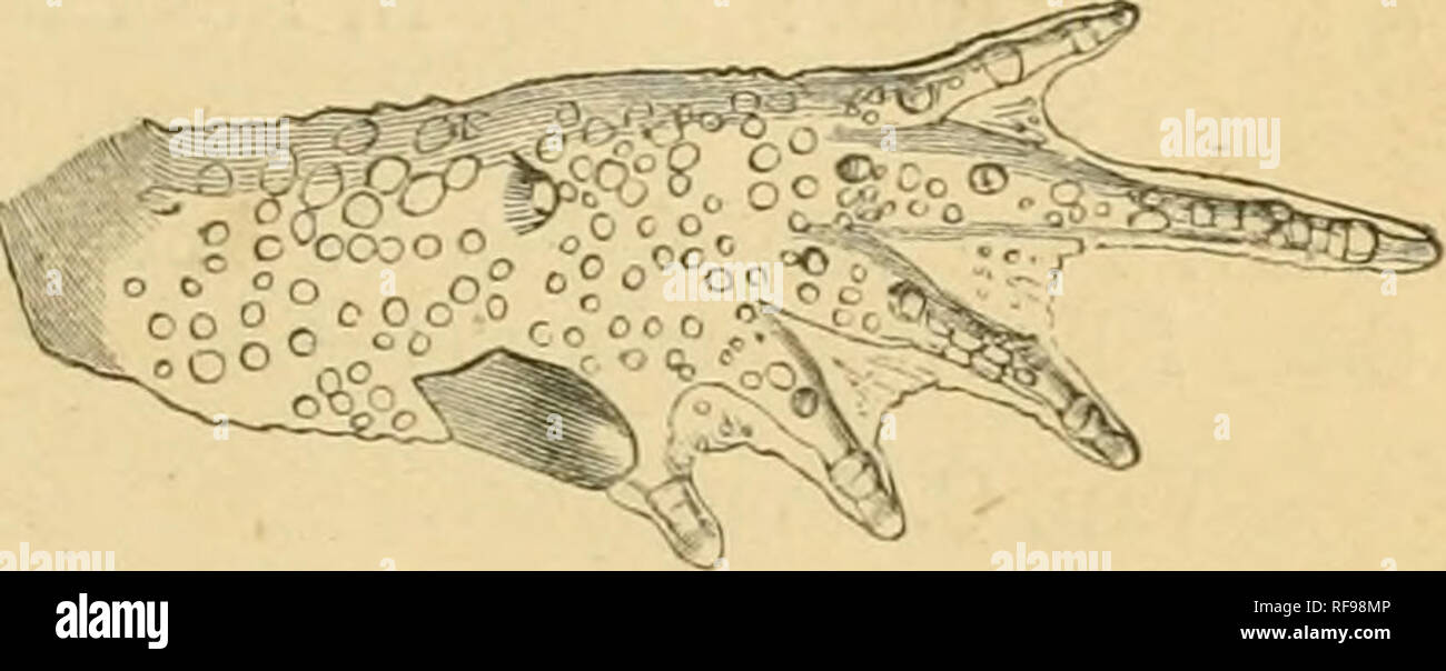 . Catalogue of the Batrachia Salientia s. Ecaudata in the collection of ...